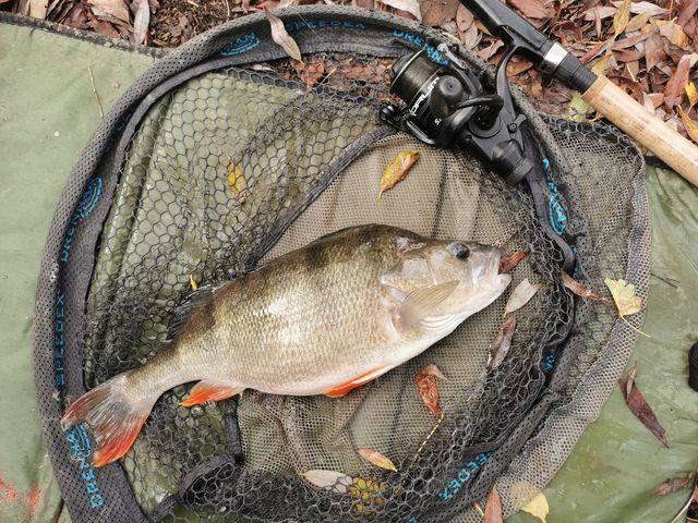 Gallery – ROYSTON AND DISTRICT ANGLING CLUB